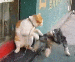 Cat Biting GIFs - Find & Share on GIPHY