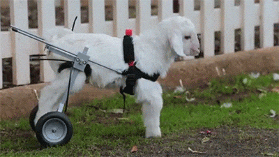 Tiny Wheeling Goat GIFs - Get the best GIF on GIPHY