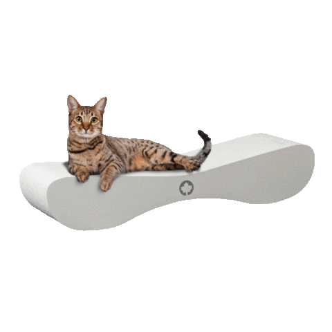 CanadianCat Products GIFs on GIPHY - Be Animated