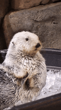 Happy Otter Gif