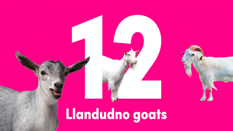 Christmas Quiz GIFs - Get the best GIF on GIPHY