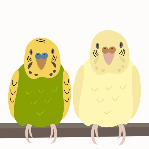 Sleepy Bird GIFs - Get the best GIF on GIPHY