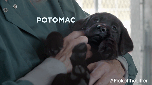 Black Lab Dog GIF by IFC FIlms - Find & Share on GIPHY