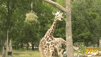 Giraffe Fight Gif