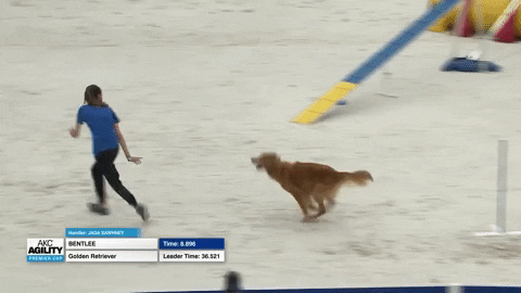 Espn Dogs GIF by American Kennel Club - Find & Share on GIPHY