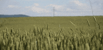Wheat Field GIFs - Find & Share on GIPHY