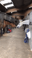 Horse-stable GIFs - Get the best GIF on GIPHY
