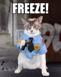 Funny Animals With Guns Gif