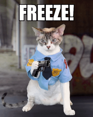 Freezing-cat GIFs - Get the best GIF on GIPHY