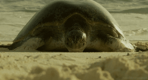 Green Turtle GIFs - Find & Share on GIPHY