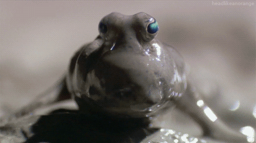 Fish Mudskipper GIF by Head Like an Orange - Find & Share on GIPHY