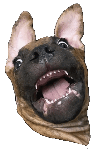 Excited Dog Sticker by Lexi brozovich for iOS & Android | GIPHY