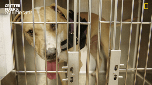 Funny-dog-nose GIFs - Get the best GIF on GIPHY
