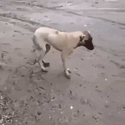 Dogs Running Away Gif