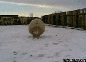 Ram Attack GIFs - Get the best GIF on GIPHY