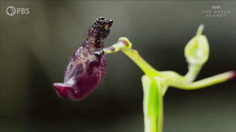 No More Orchids GIFs - Get the best GIF on GIPHY