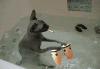 Party Time Cat Gif