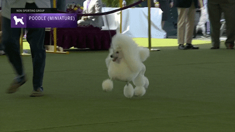 Dog-haircut GIFs - Get the best GIF on GIPHY