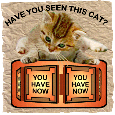 Lost Kitten GIFs - Get the best GIF on GIPHY