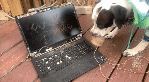 Dog On Computer Gif