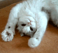 Funny Cat Face GIFs - Find & Share on GIPHY