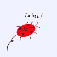 Ladybugs Movie Gif