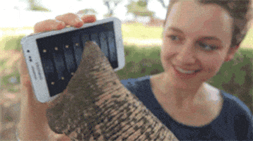 The Lumpy Tablet GIFs - Get the best GIF on GIPHY