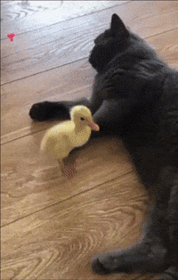 Baby Duck Gif