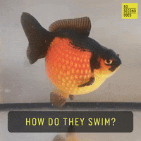 Animated Fish Swimming Gif