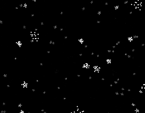 Transparent Snow Falling Gif