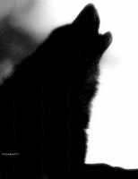 The Black Wolf GIFs - Find & Share on GIPHY