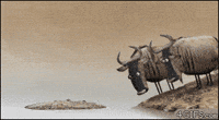 Wildebeest Migration Gif