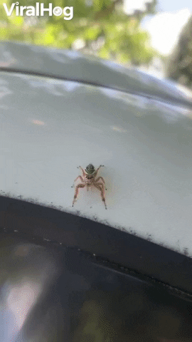 Jumping Spider Gif