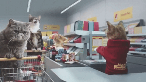Grocery Store Cat GIF by Romy - Find & Share on GIPHY