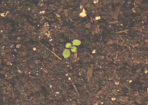 Plant Growth GIFs - Find & Share on GIPHY