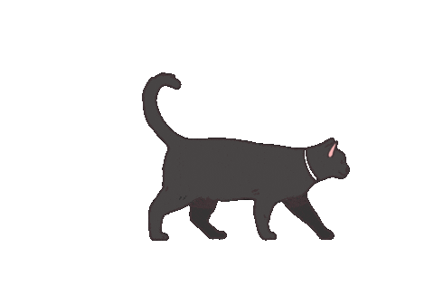 Cat Walking Gif