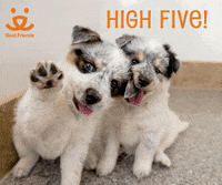 Puppy High Five Gif