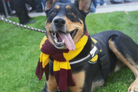 Gannon Dogs GIFs - Get the best GIF on GIPHY