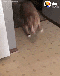 Freaked Out Dog Gif