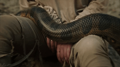 Anaconda Animated Gif