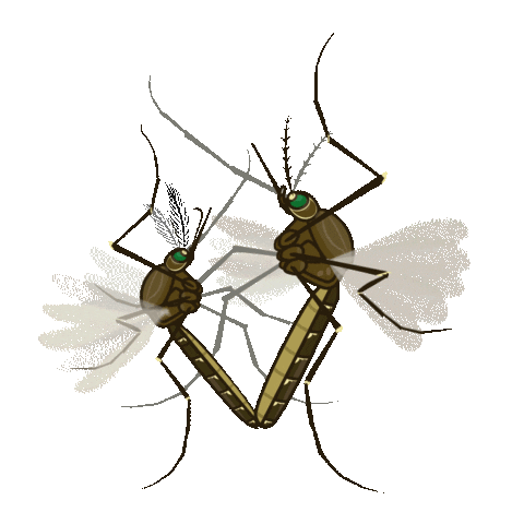 Protect Public Health Sticker by SGVmosquito for iOS & Android | GIPHY