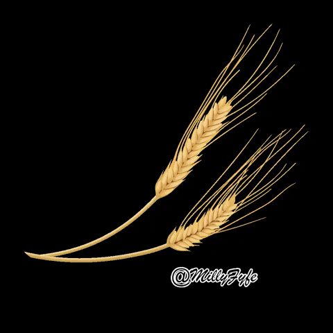 Corn Agriculture GIF by Milly Fyfe - Find & Share on GIPHY