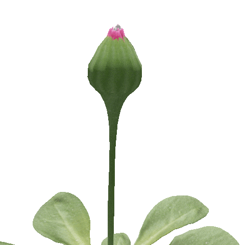Flower Growing Gif