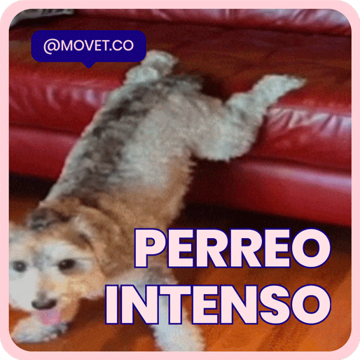 Perro Corriendo GIFs - Get the best GIF on GIPHY