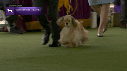 Dogs GIF by Westminster Kennel Club - Find & Share on GIPHY