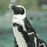 Noot Noot Penguin Meme GIFs - Find & Share on GIPHY
