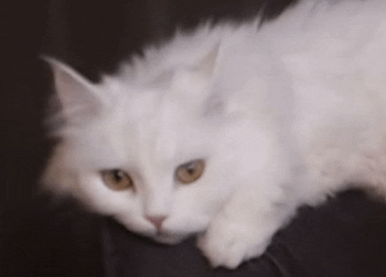 White Cat GIF