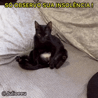 Oiia Oiia Cat GIFs - Find & Share on GIPHY