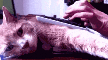 Cats Keyboards GIF