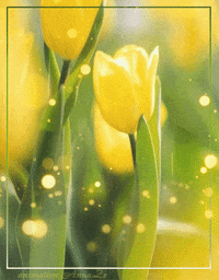 Beautiful Flowers GIFs - Find & Share on GIPHY